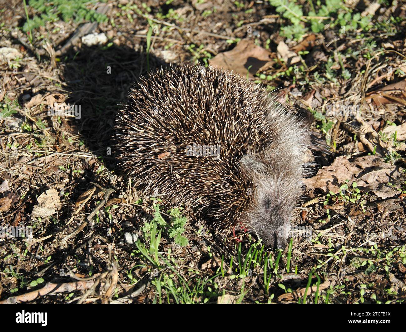 dead hedgehog, Northern white-breasted hedgehog, Nördlicher ...