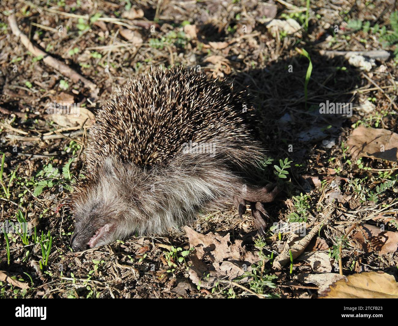 dead hedgehog, Northern white-breasted hedgehog, Nördlicher ...