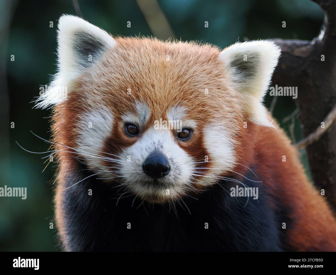 Red panda, lesser panda, Westlicher Kleiner Panda, Petit panda, Ailurus ...