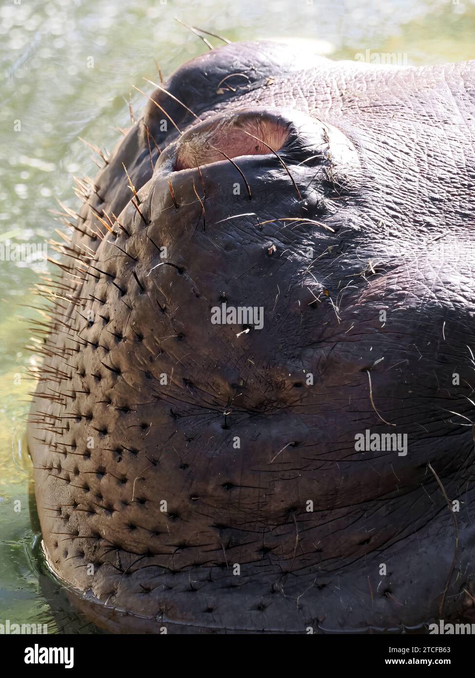 Hippopotame commun hi-res stock photography and images - Alamy