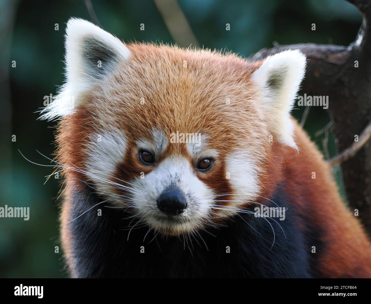 Red panda, lesser panda, Westlicher Kleiner Panda, Petit panda, Ailurus ...