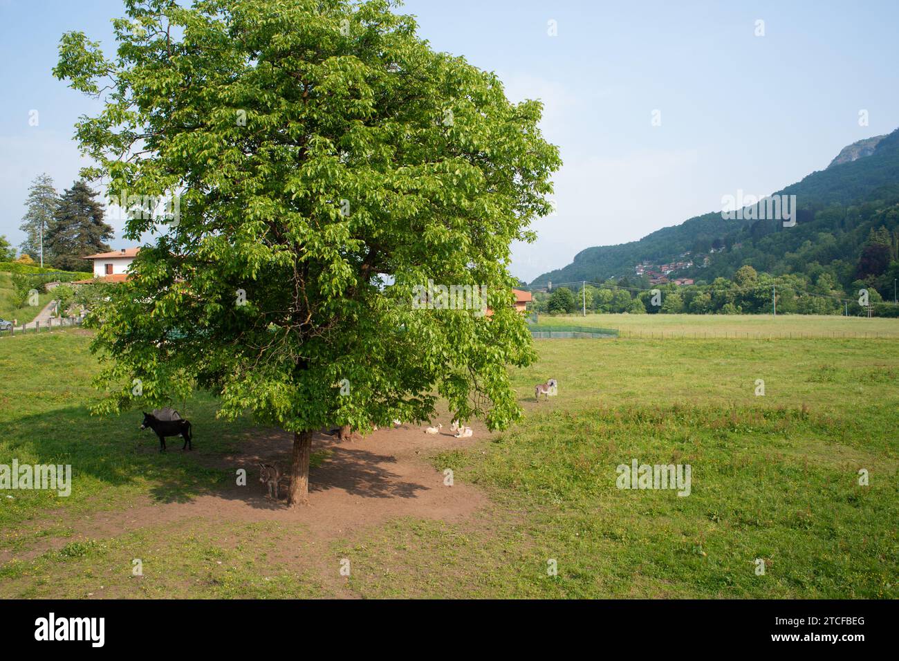 Goats under tree and donkey in field in Italian village Menaggio, Italy ...