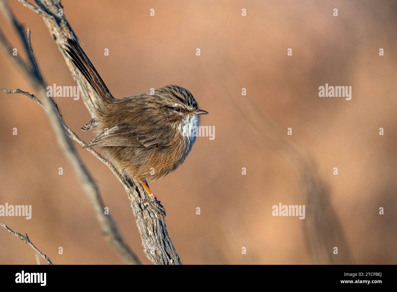 Streaked scrub warbler, Scotocerca inquieta,. The Asir Mountains, Saudi ...