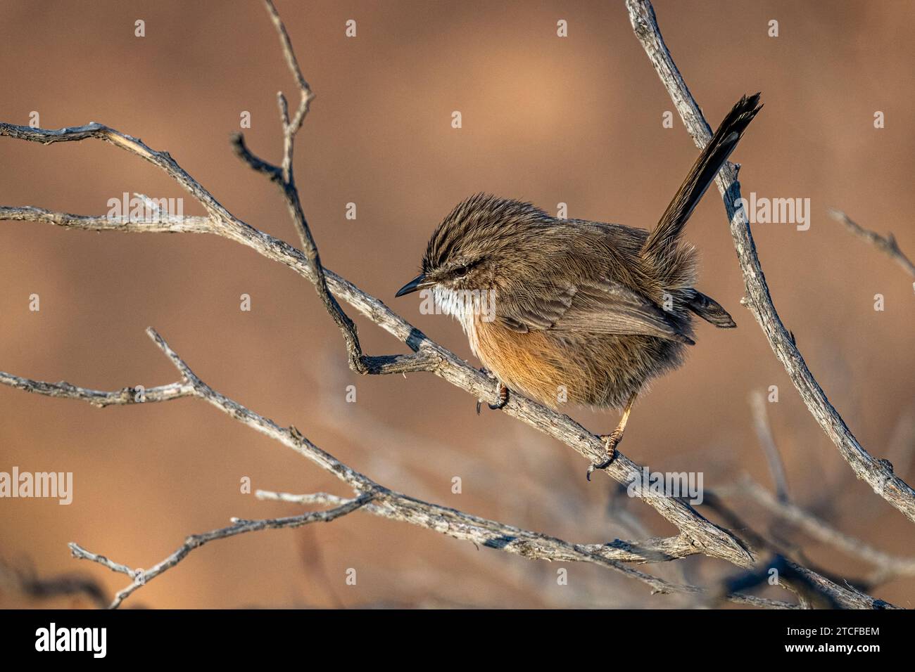 Streaked scrub warbler, Scotocerca inquieta,. The Asir Mountains, Saudi ...