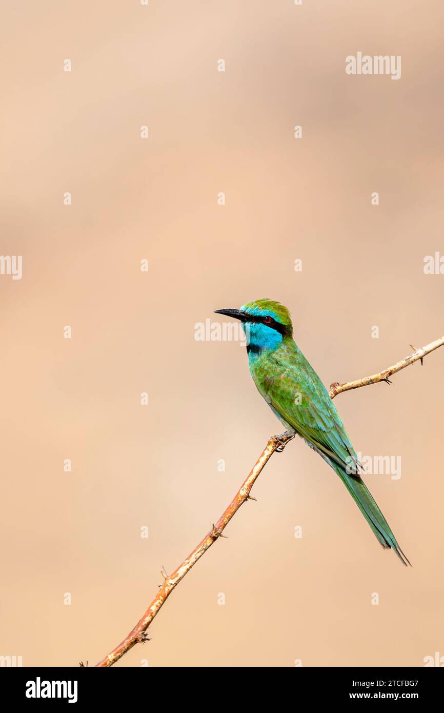 Arabian forest hi-res stock photography and images - Alamy