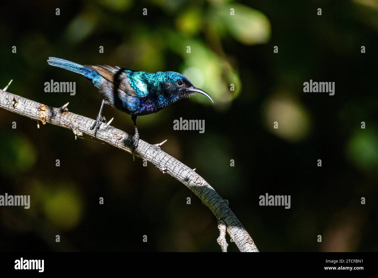 Beautiful bird shining in the sun. The Palestine Sunbird, Cinnyris osea ...