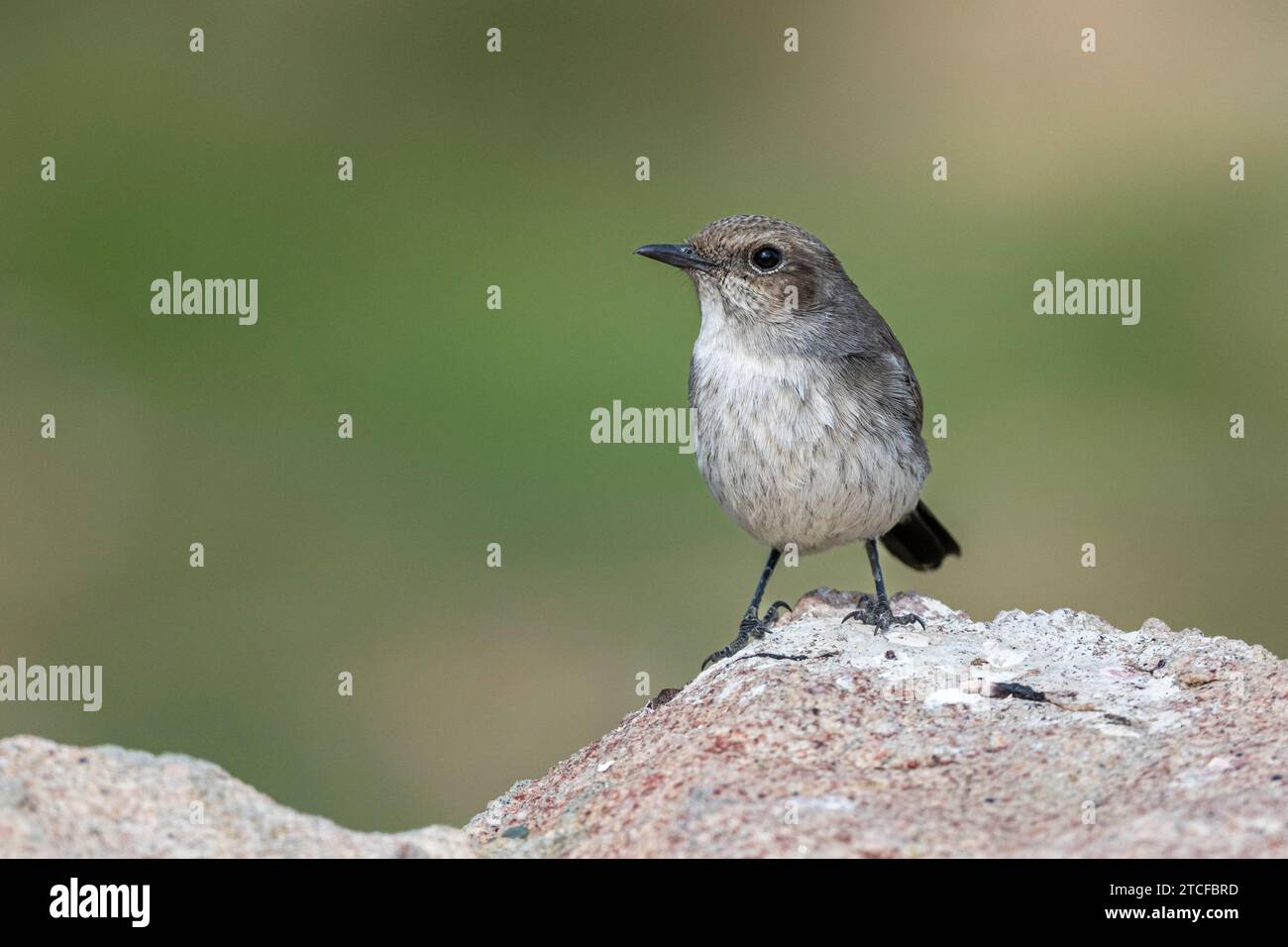 The Arabian wheatear, Oenanthe lugentoides. Asir Mountains, Saudi ...