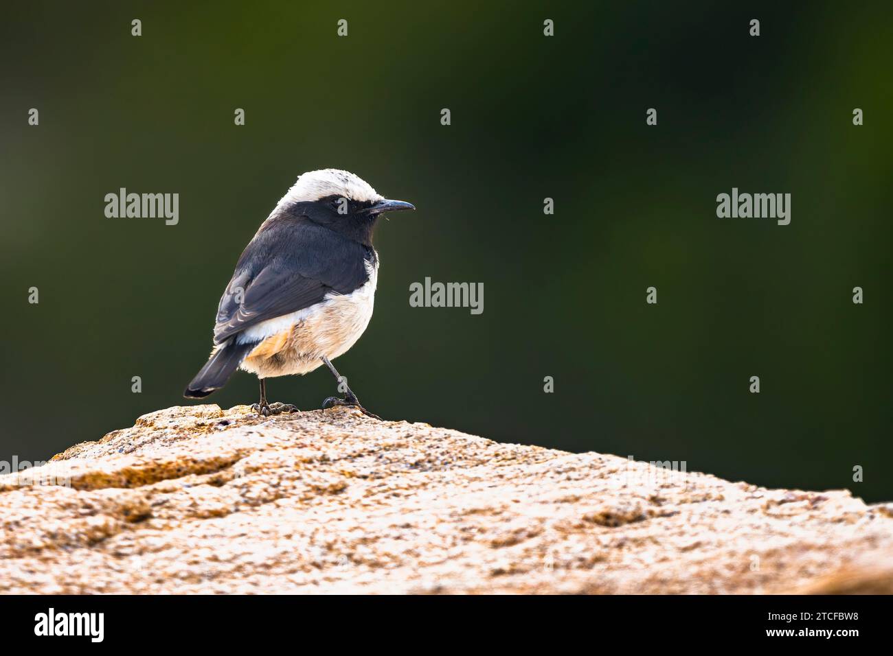 The Arabian wheatear, Oenanthe lugentoides. Asir Mountains, Saudi ...