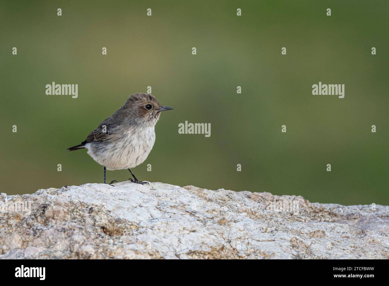 The Arabian wheatear, Oenanthe lugentoides. Asir Mountains, Saudi ...