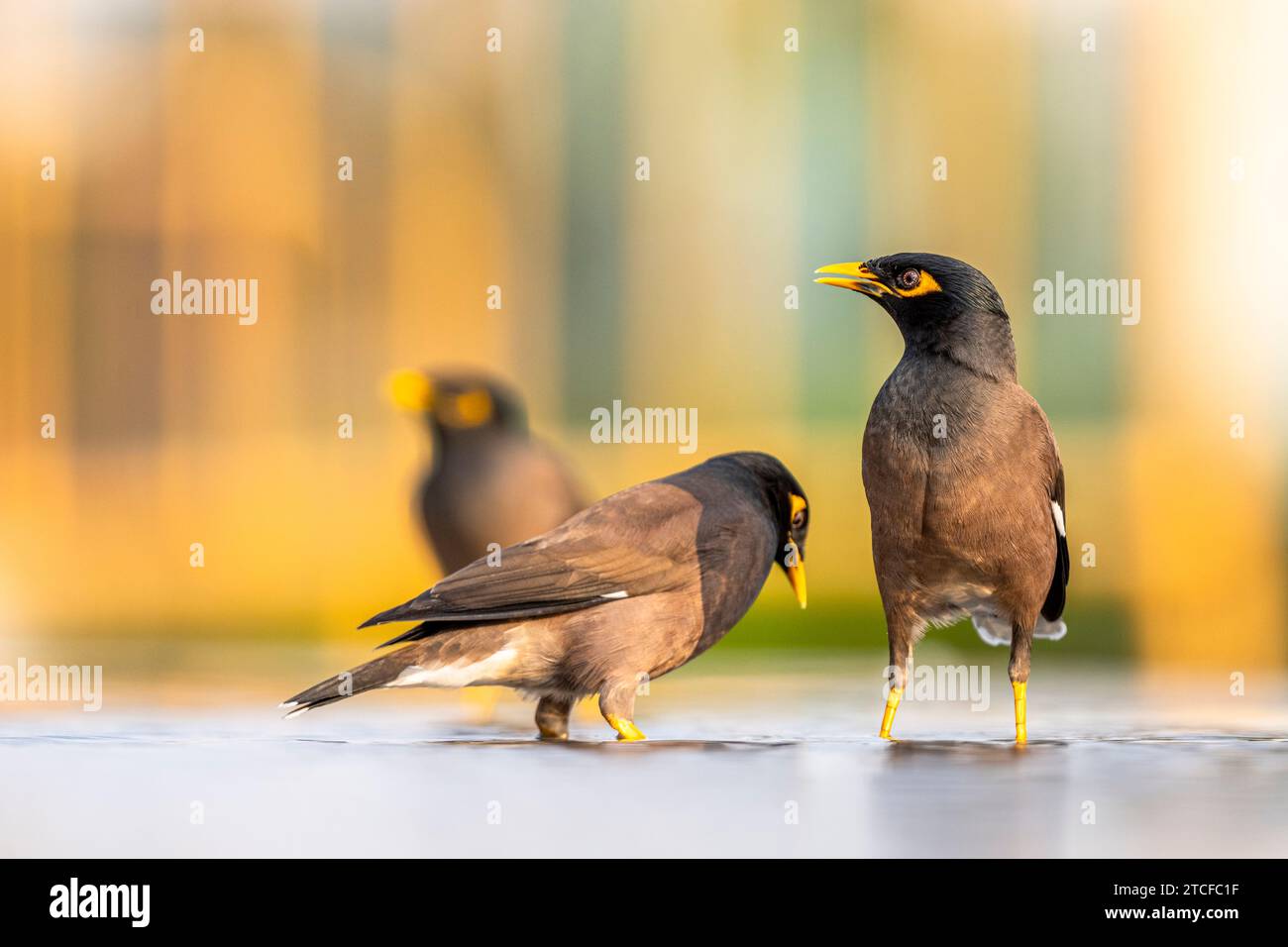 A bird bathes in a city fountain in Jeddah. The Common Myna ...