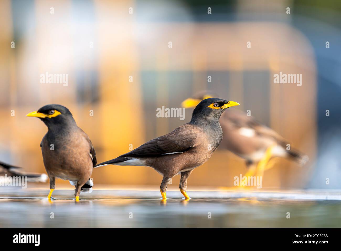 A bird bathes in a city fountain in Jeddah. The Common Myna ...