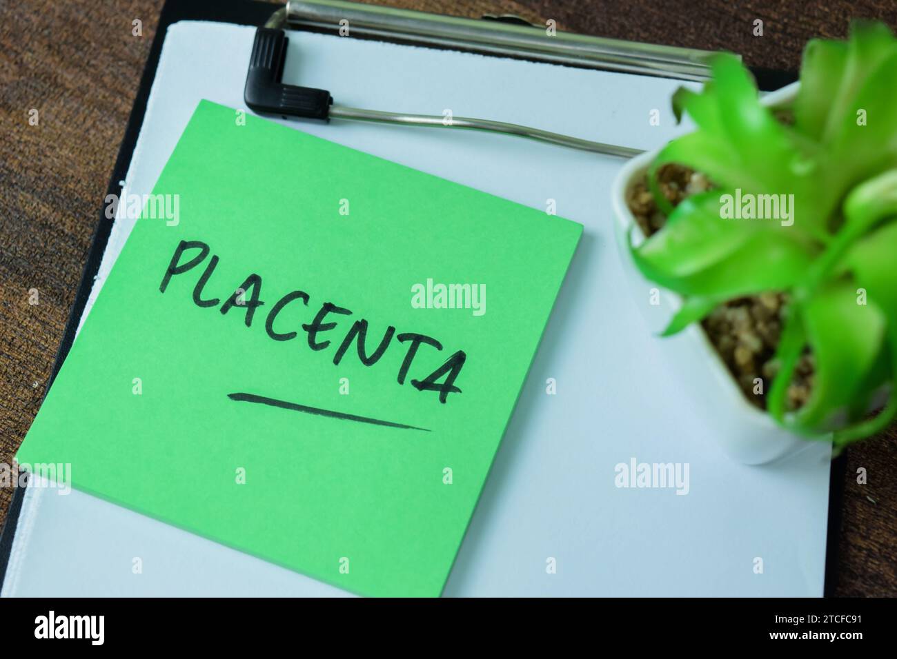 Concept of Placenta write on sticky notes isolated on white background ...