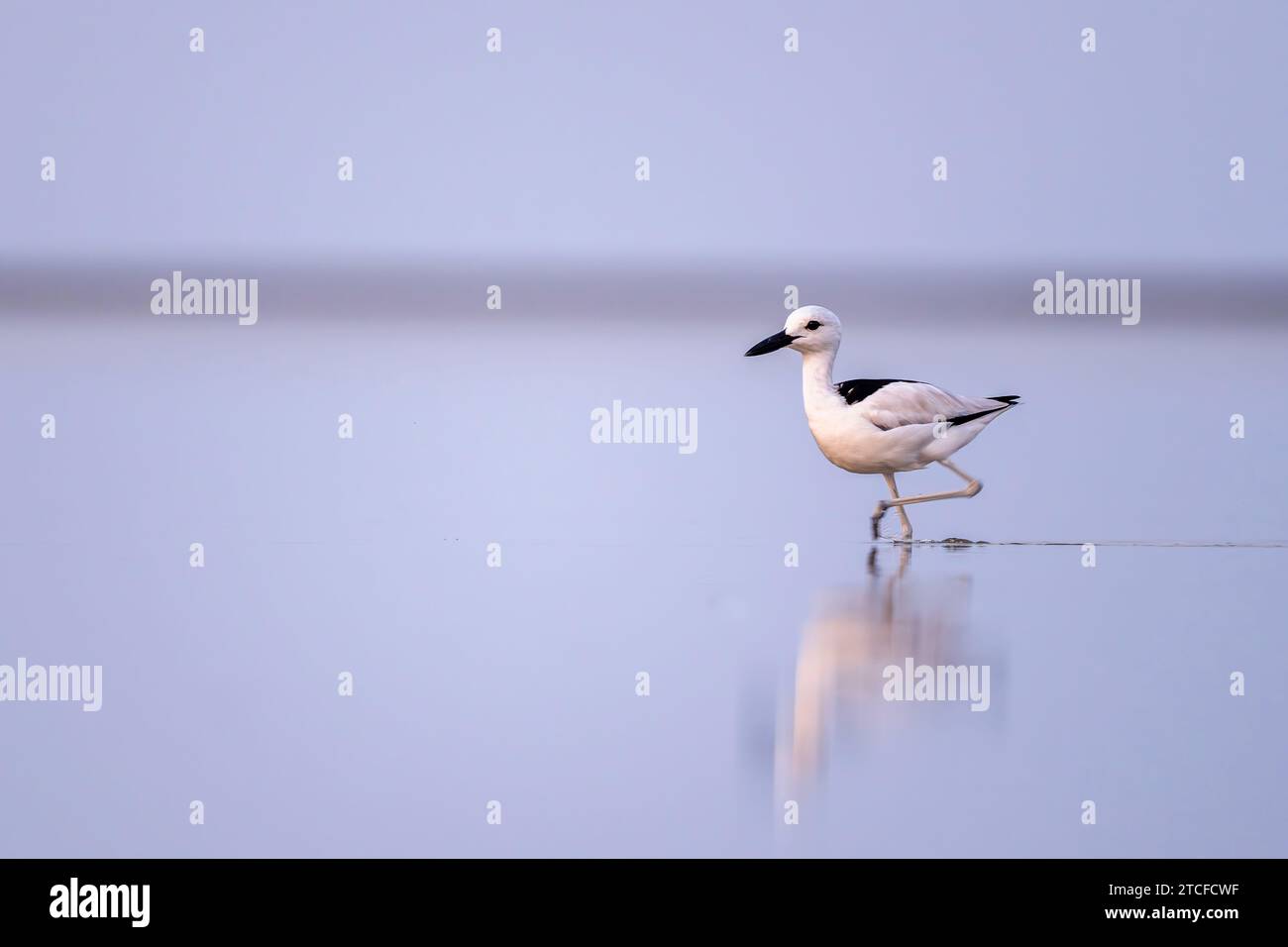 Crab plover, Dromas ardeola. Silhouette of a bird in the water. Red Sea ...