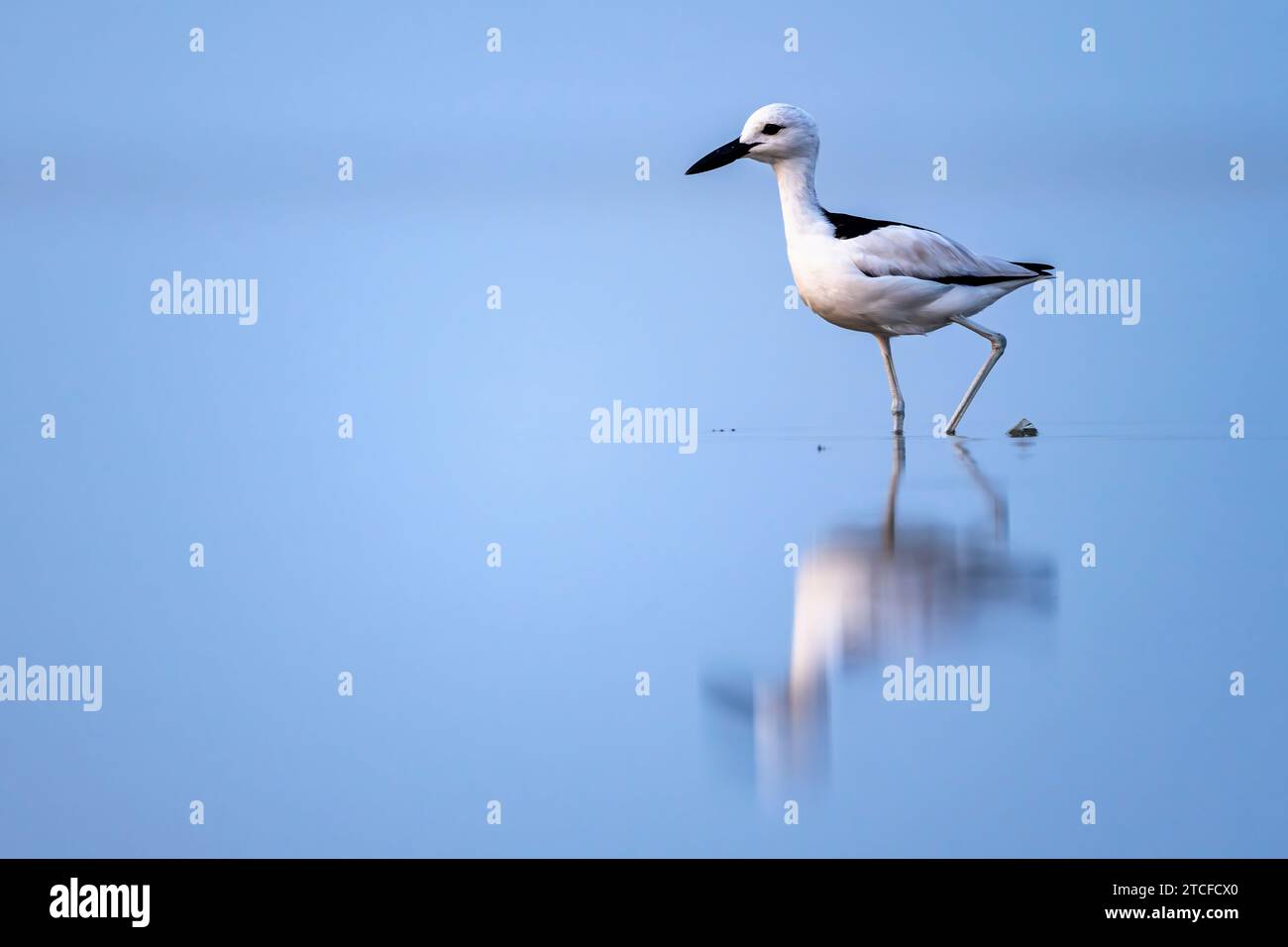 Crab plover, Dromas ardeola. Silhouette of a bird in the water. Red Sea ...