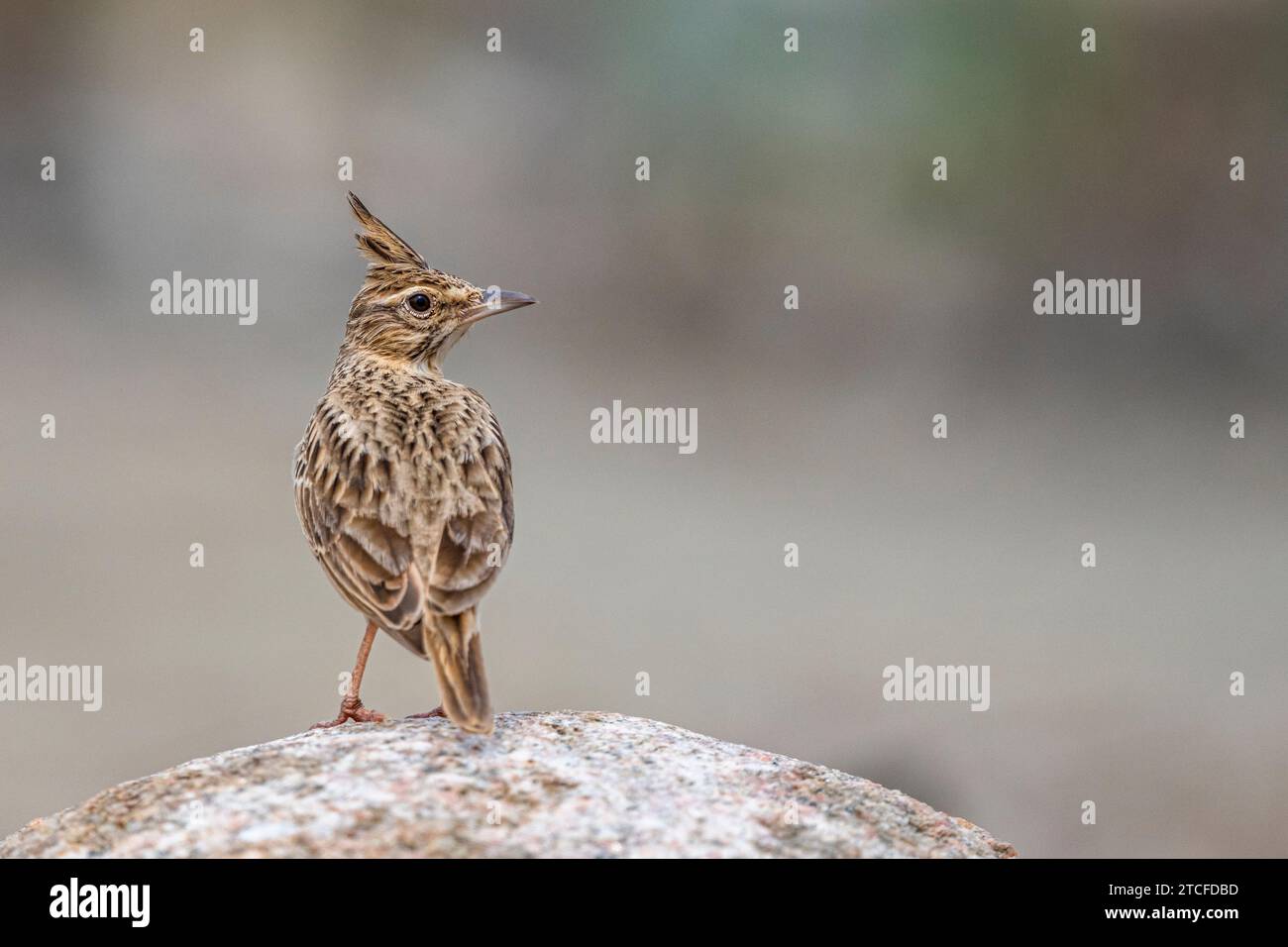 Colorful background with an exotic bird. The crested lark, Galerida ...