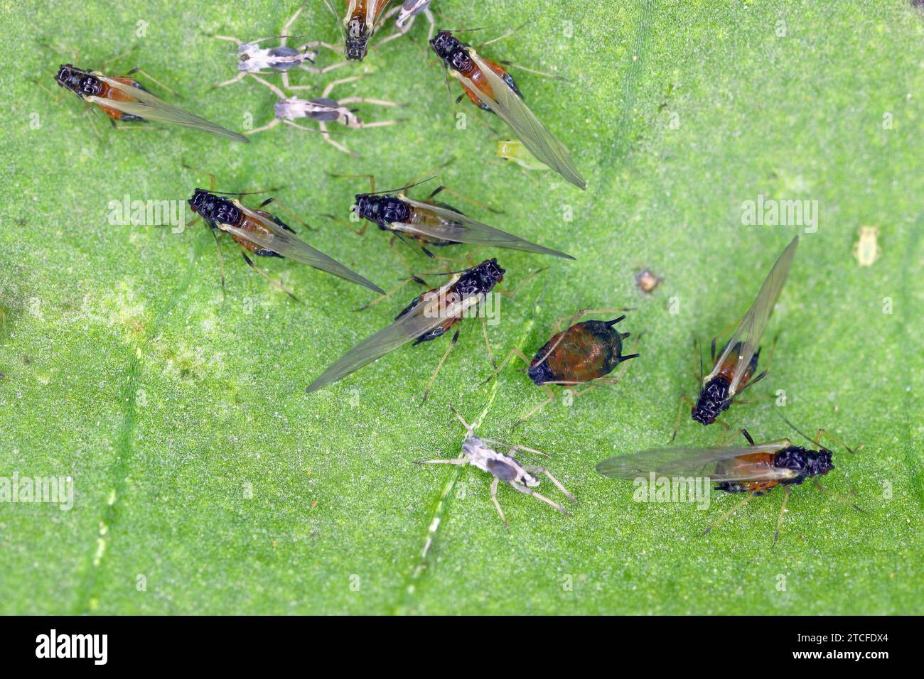 Colony of Cotton aphid (also called melon aphid and cotton aphid ...