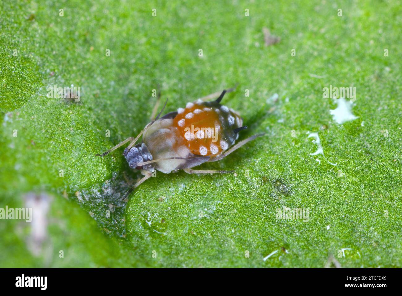 Melon aphid hi-res stock photography and images - Alamy