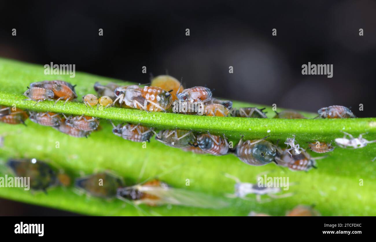 Colony of Cotton aphid (also called melon aphid and cotton aphid ...