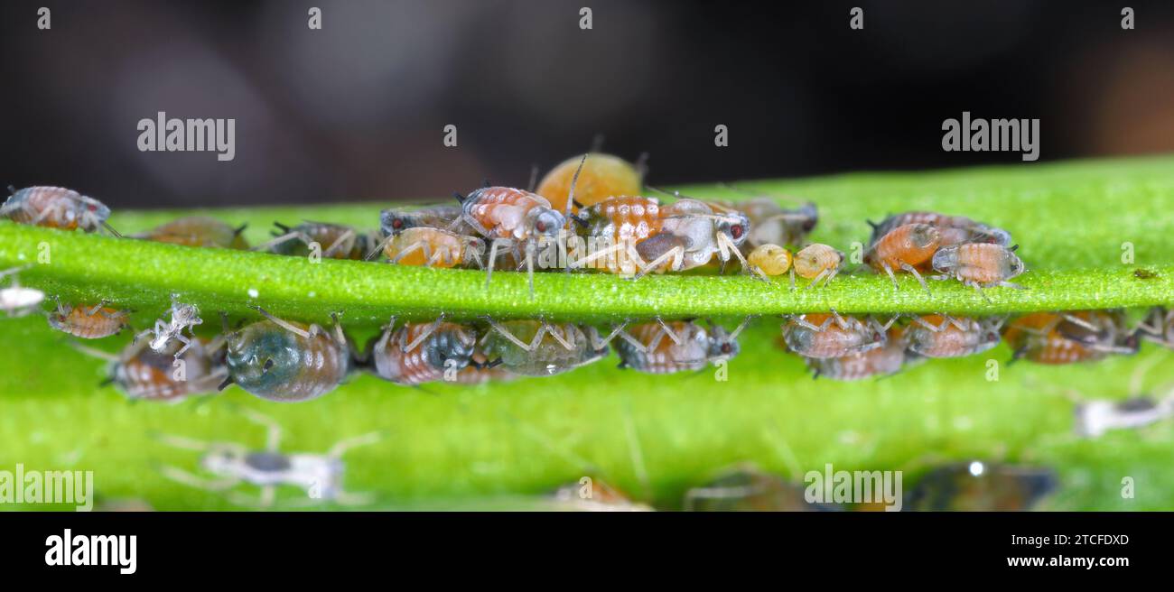 Colony of Cotton aphid (also called melon aphid and cotton aphid ...