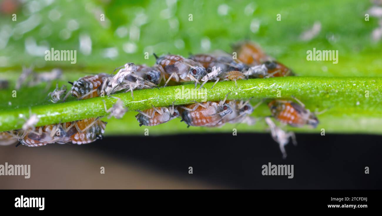 Colony of Cotton aphid (also called melon aphid and cotton aphid ...