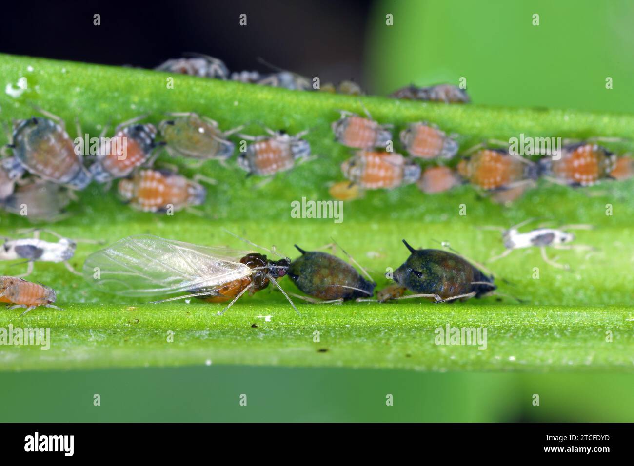 Parasitized nymphs hi-res stock photography and images - Alamy