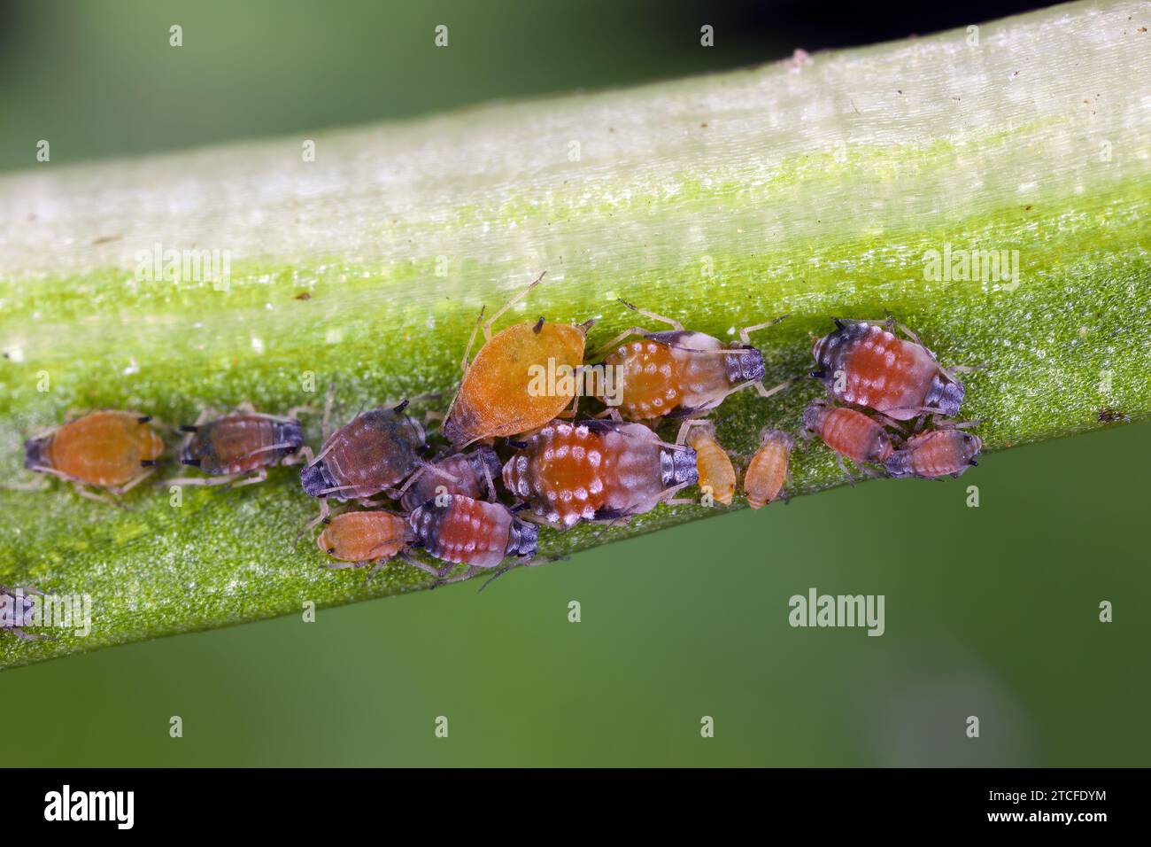 Colony of Cotton aphid (also called melon aphid and cotton aphid ...