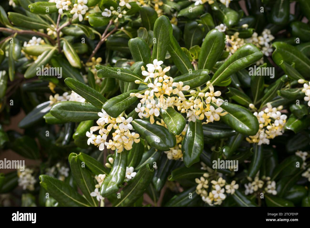 Pittosporum du japon hi-res stock photography and images - Alamy