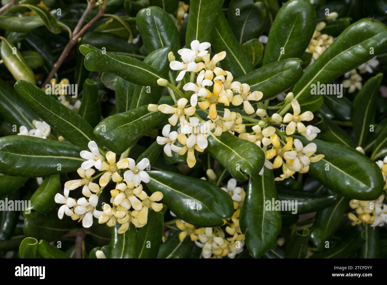 Pittospore du japon hi-res stock photography and images - Alamy