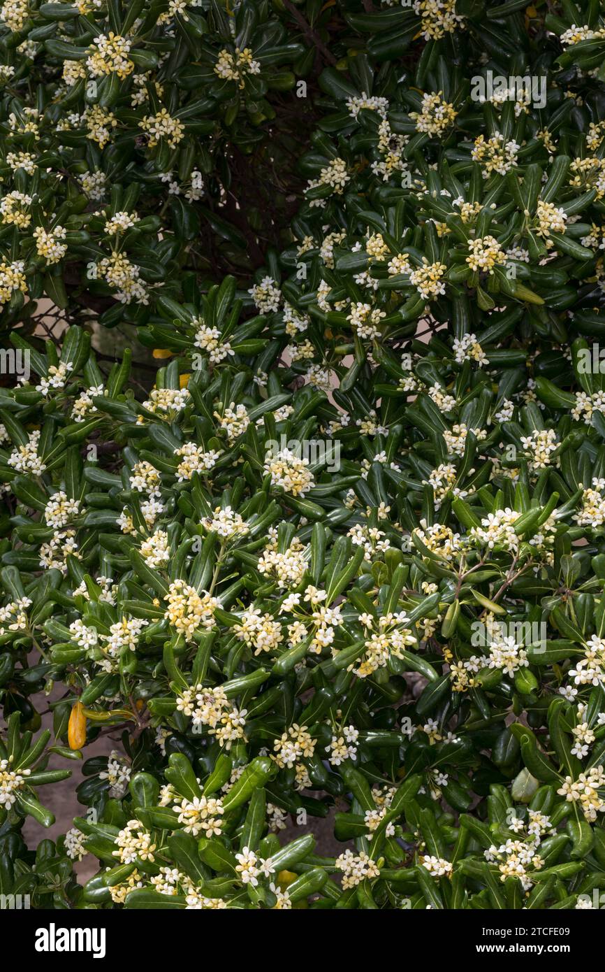 Chinesischer Klebsame, Pittosporum tobira, Australian laurel, Japanese ...
