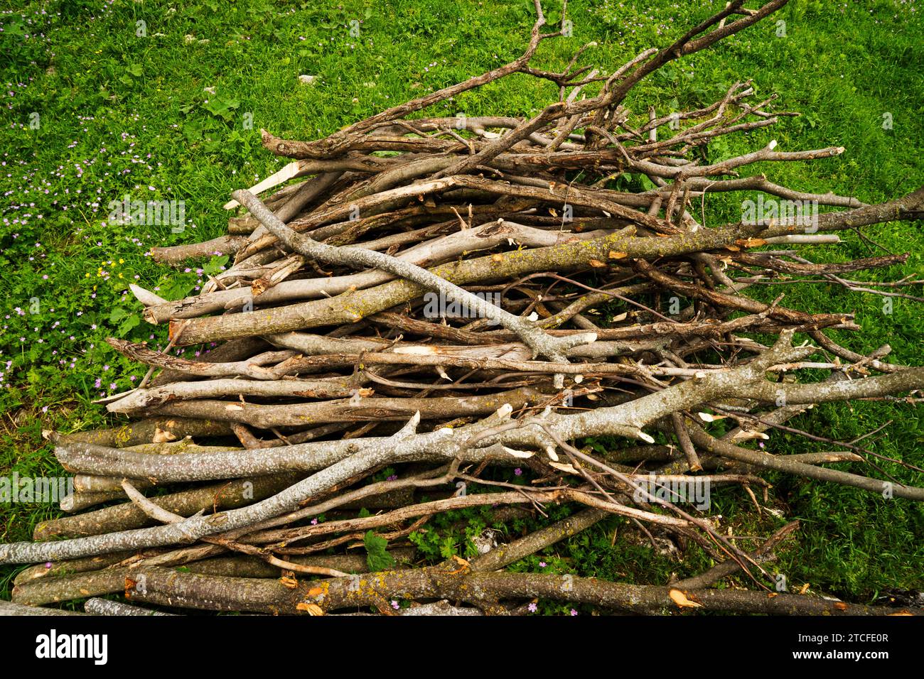 dry tree branches, wood lying in the yard . Firewood for a fire in the ...