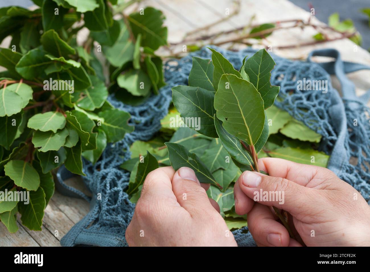 Lorbeerbaum, Lorbeer-Baum, Echter Lorbeer, Edel-Lorbeer, Edler Lorbeer ...