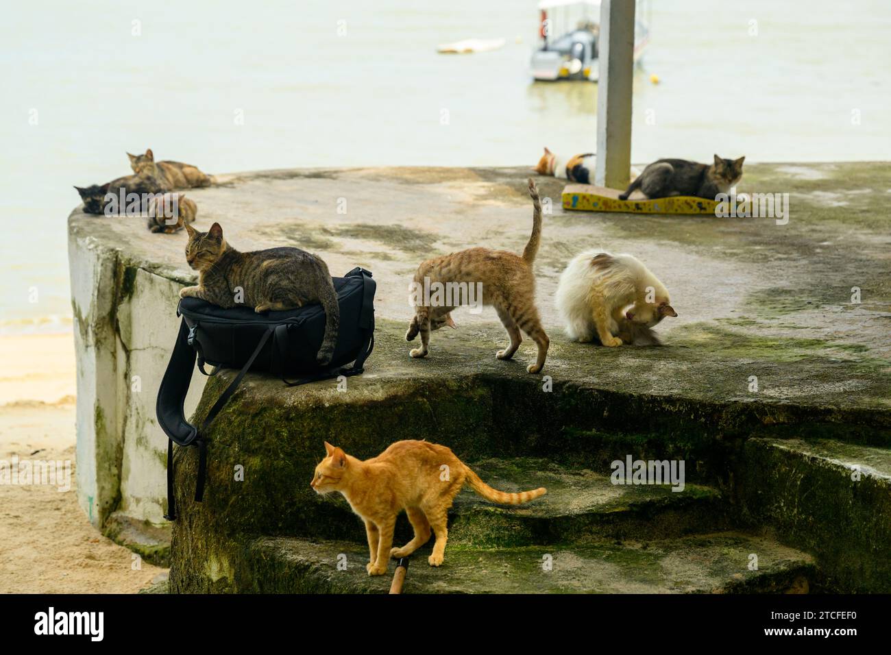 Cat Beach, Tanjung Bungah, Penang, Malaysia Stock Photo - Alamy