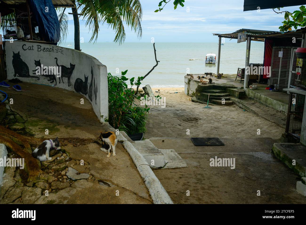 Cat Beach, Tanjung Bungah, Penang, Malaysia Stock Photo - Alamy