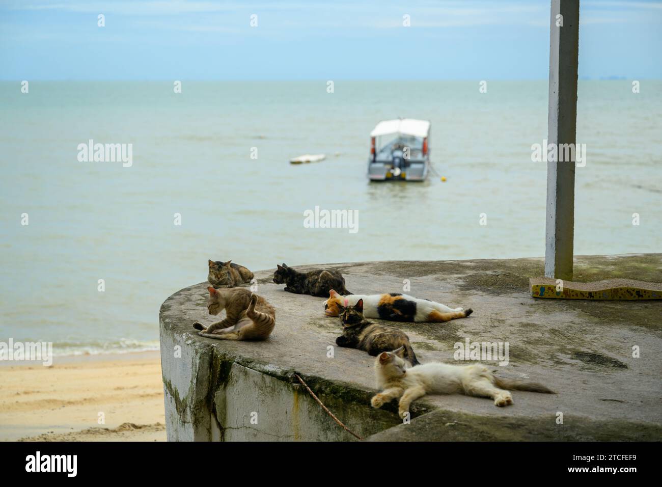 Cat Beach, Tanjung Bungah, Penang, Malaysia Stock Photo - Alamy