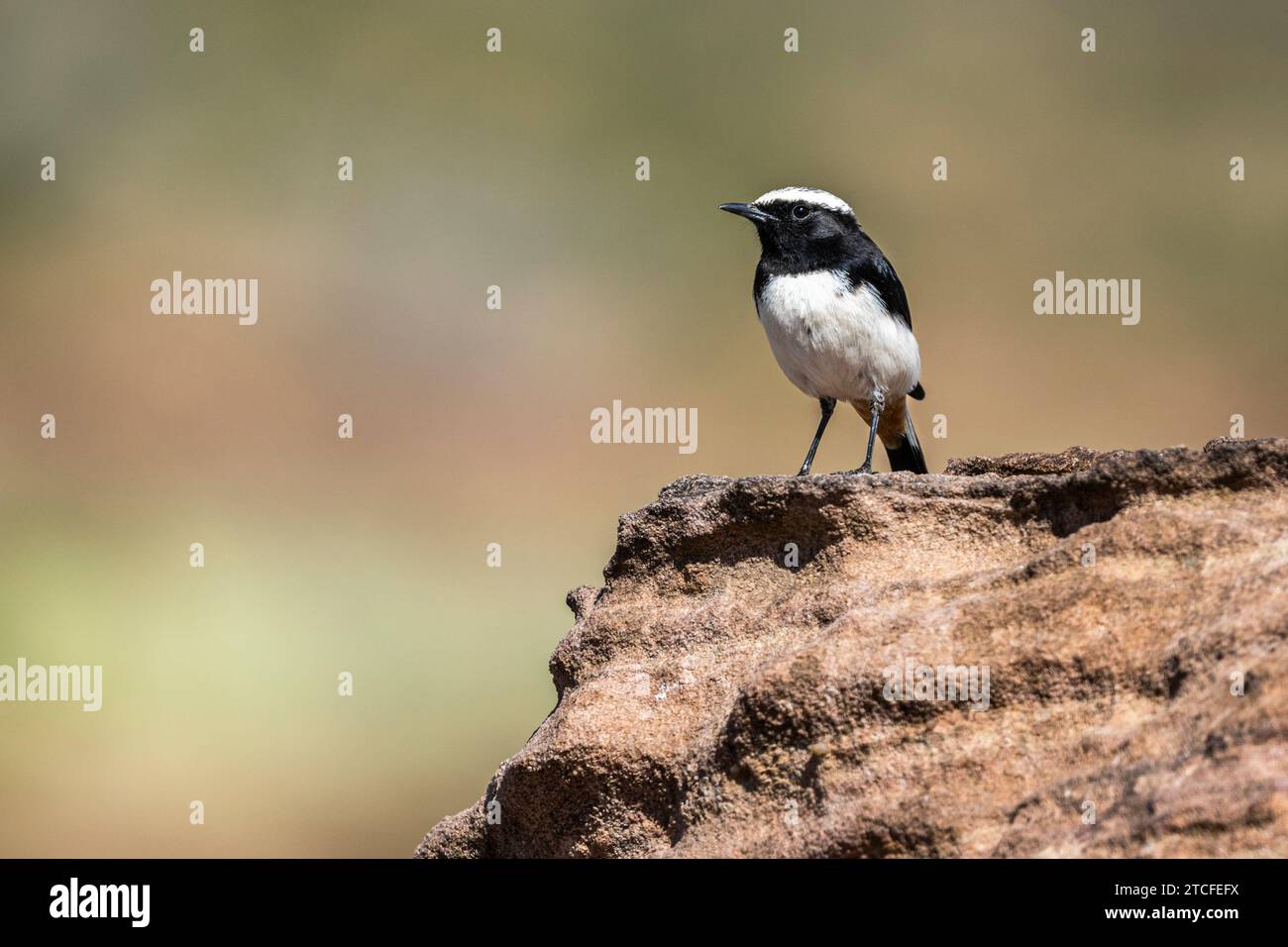 The Arabian wheatear, Oenanthe lugentoides. Asir Mountains, Saudi ...