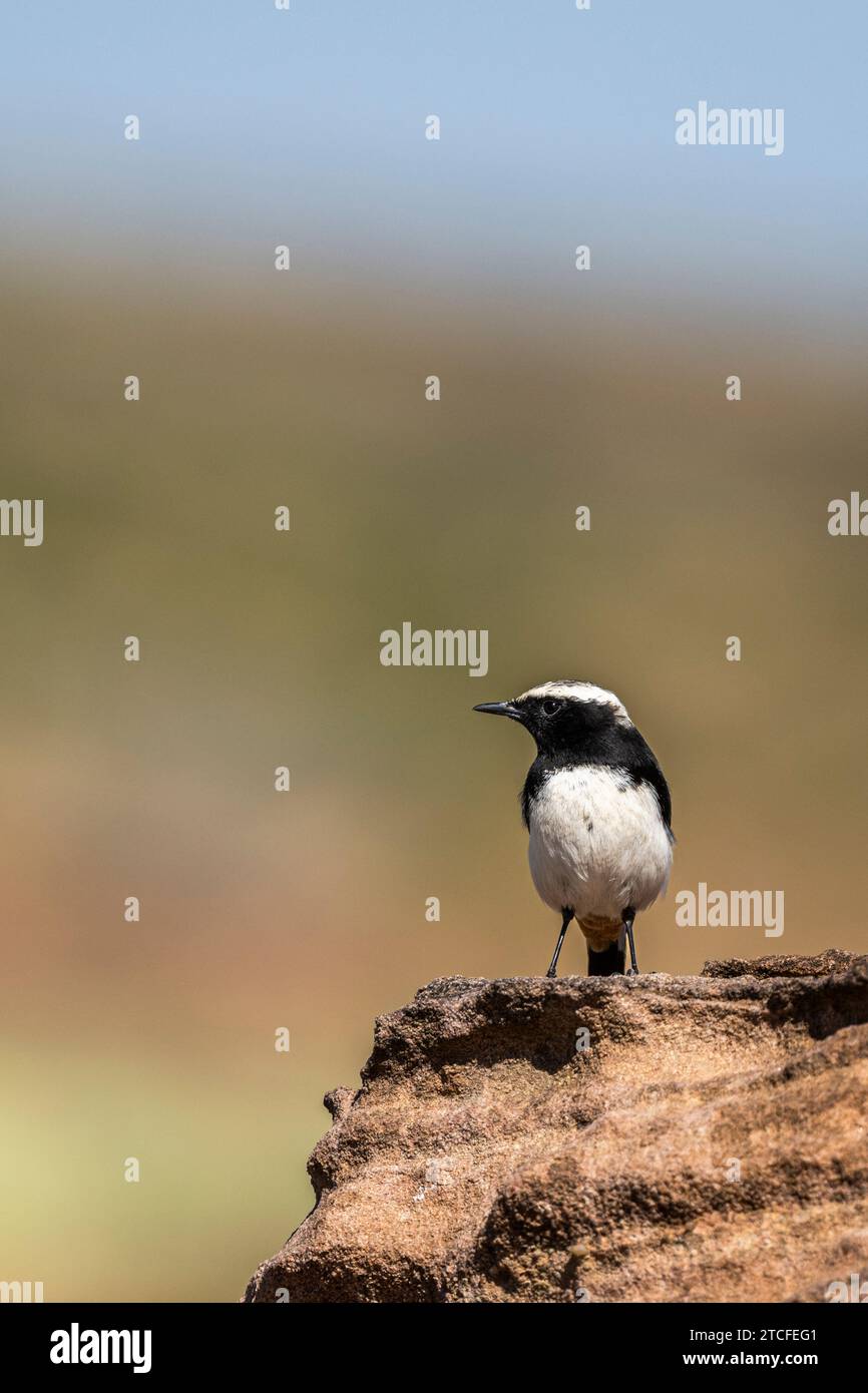 The Arabian wheatear, Oenanthe lugentoides. Asir Mountains, Saudi ...