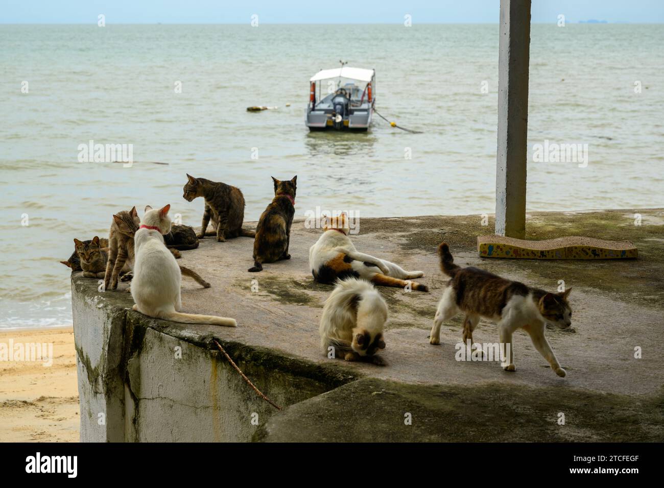 Cat Beach, Tanjung Bungah, Penang, Malaysia Stock Photo - Alamy