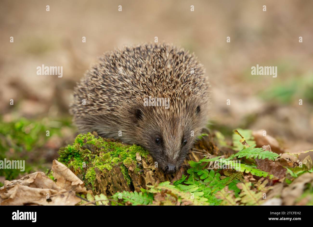 Hedgehog in woodland,with green ferns, taken from a wildlife hide at ...