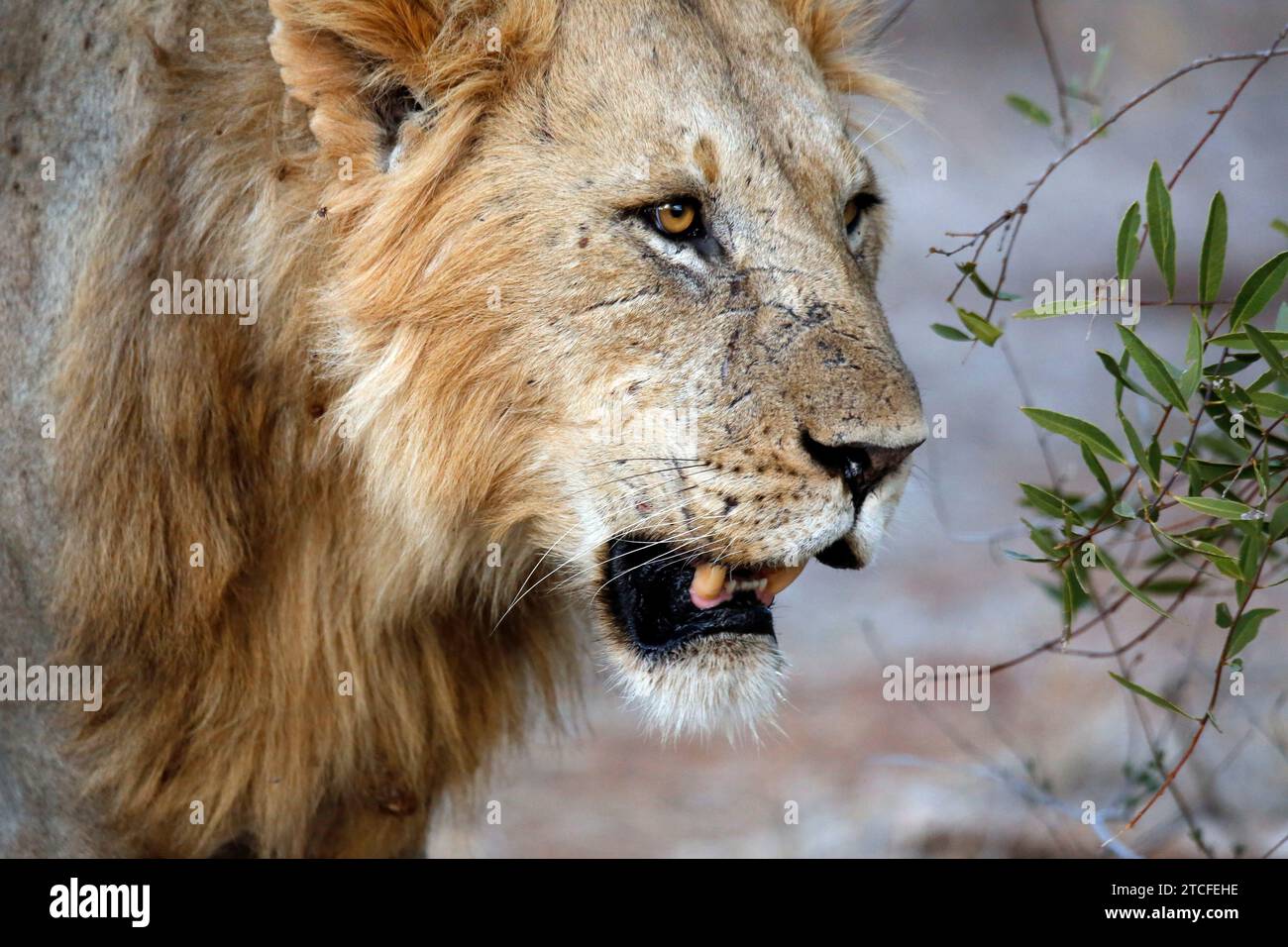 Lion panthera leo passing hi-res stock photography and images - Alamy