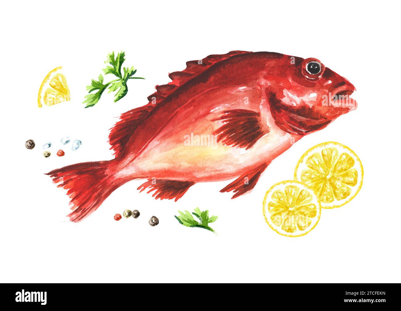 Fresh fish Red sea perch (or bigeye fish). Hand drawn watercolor ...