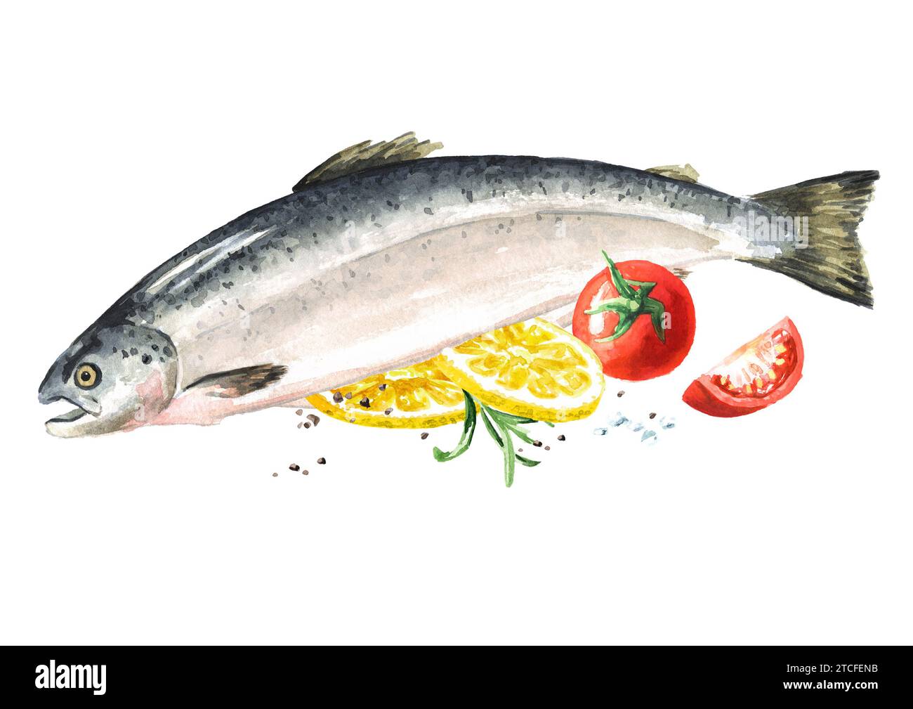 Fresh fish Salmon. Hand drawn watercolor illustration, isolated on ...