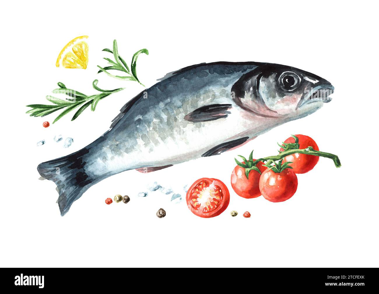 Fresh fish sea bass. Hand drawn watercolor illustration, isolated on ...