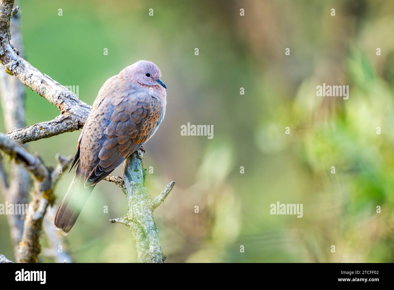 Laughing dove, Spilopelia senegalensis, in the Asir Mountains, Saudi ...