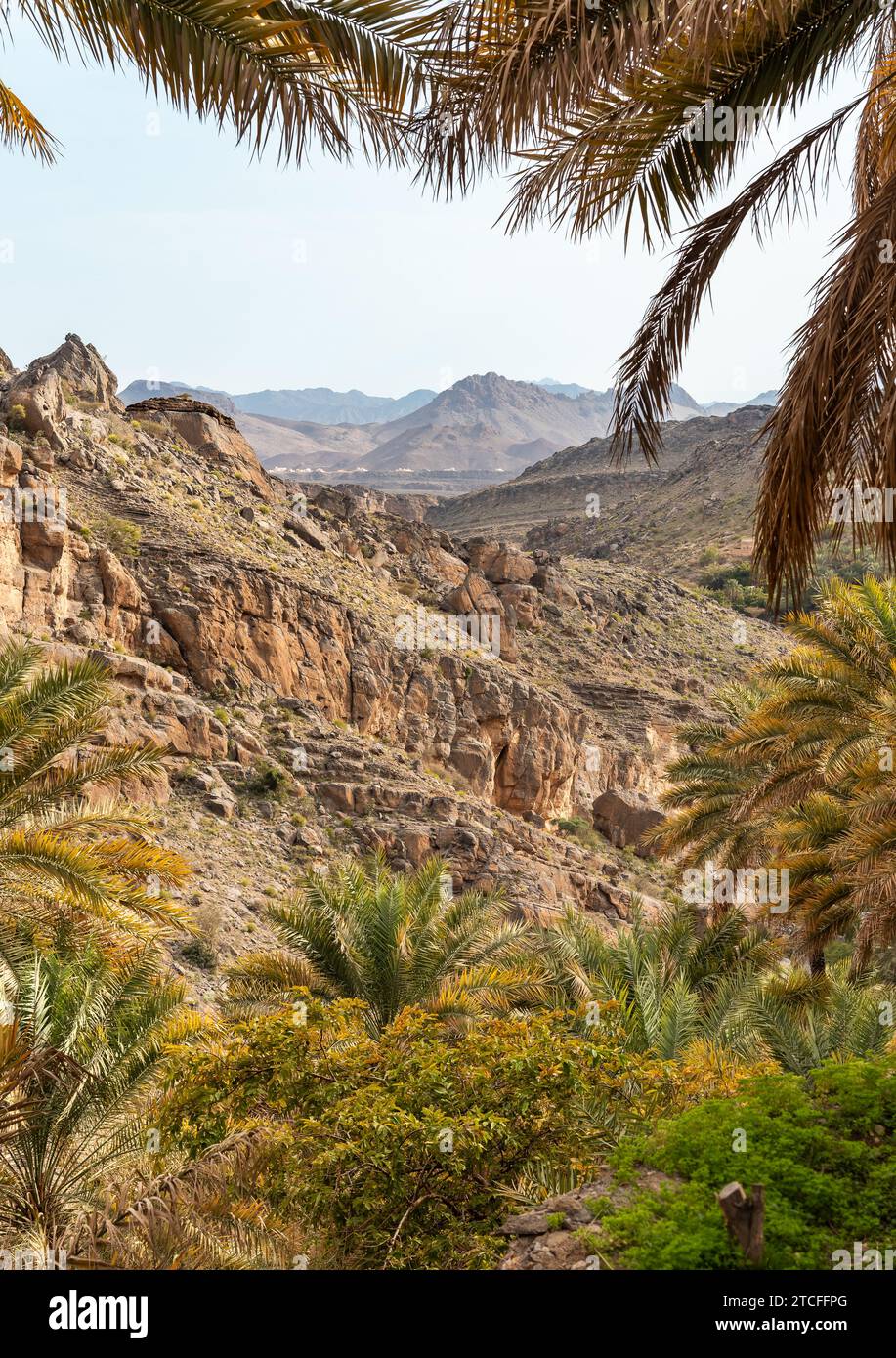 Date palms oman hi-res stock photography and images - Alamy