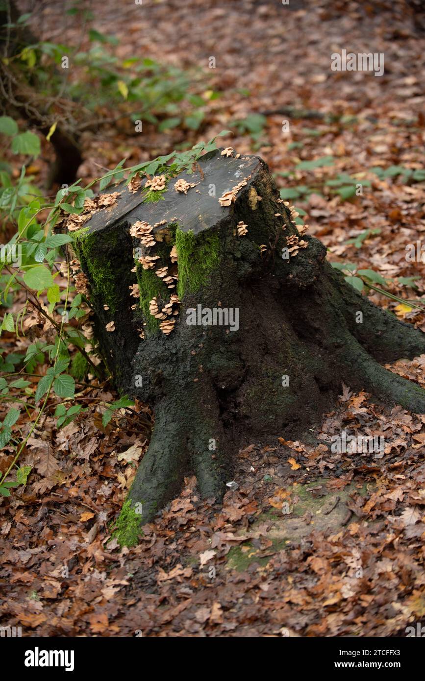 Walking a woodland trail following my eye on what to capture Stock ...