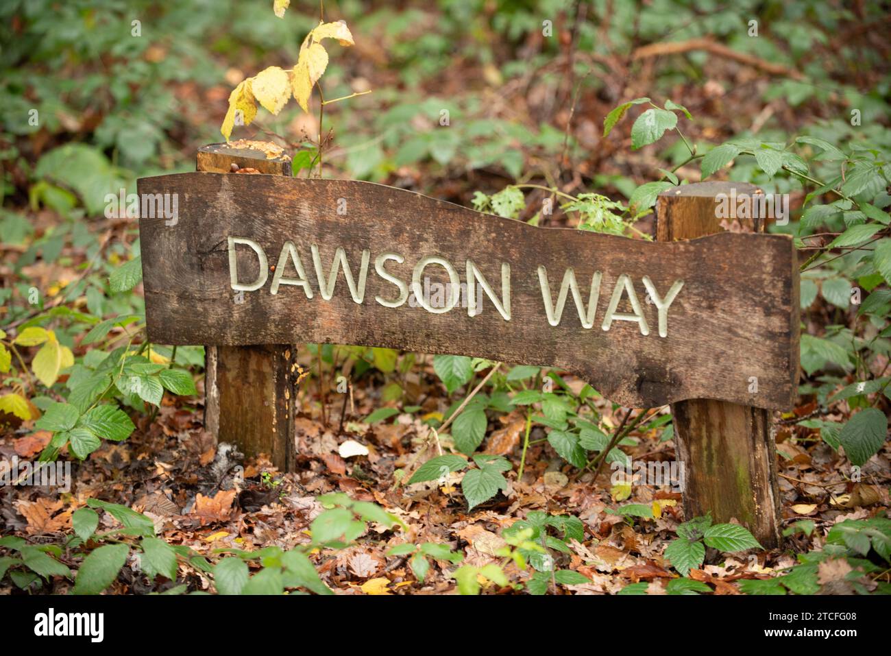 Walking a woodland trail following my eye on what to capture Stock ...