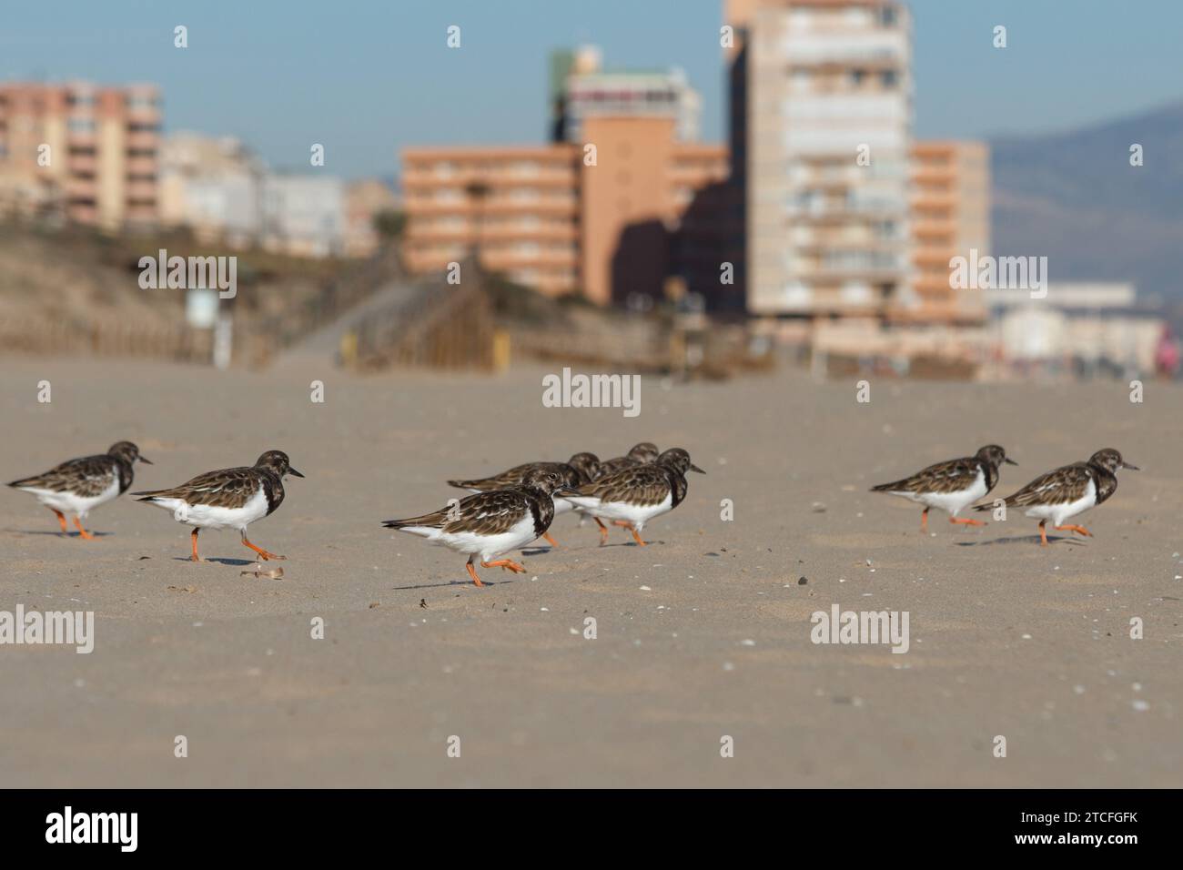 Group of sandpipers running on the beach of Arenales del Sol with ...