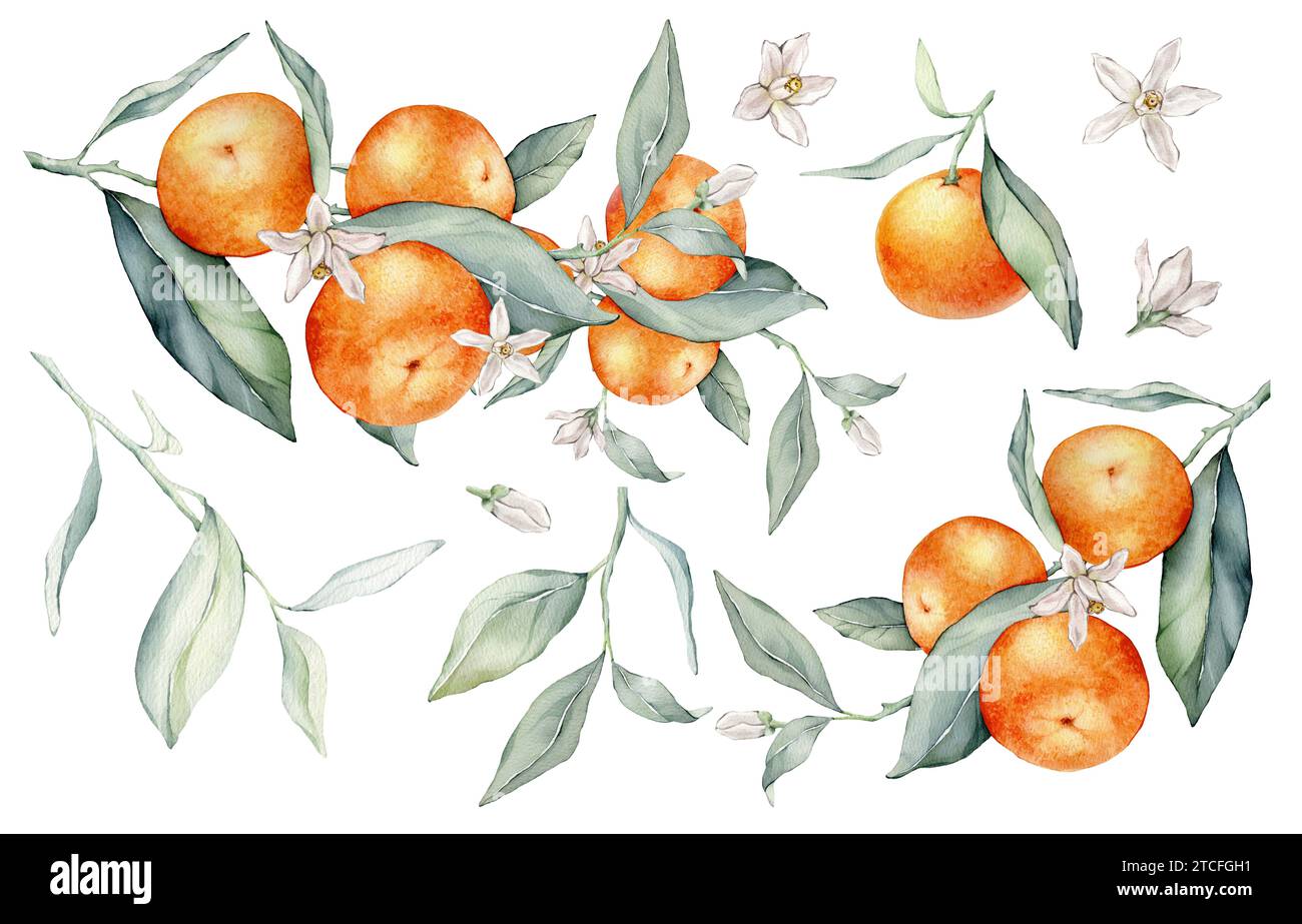 Set of mandarin branches with green leaves and flower. Hand drawn ...