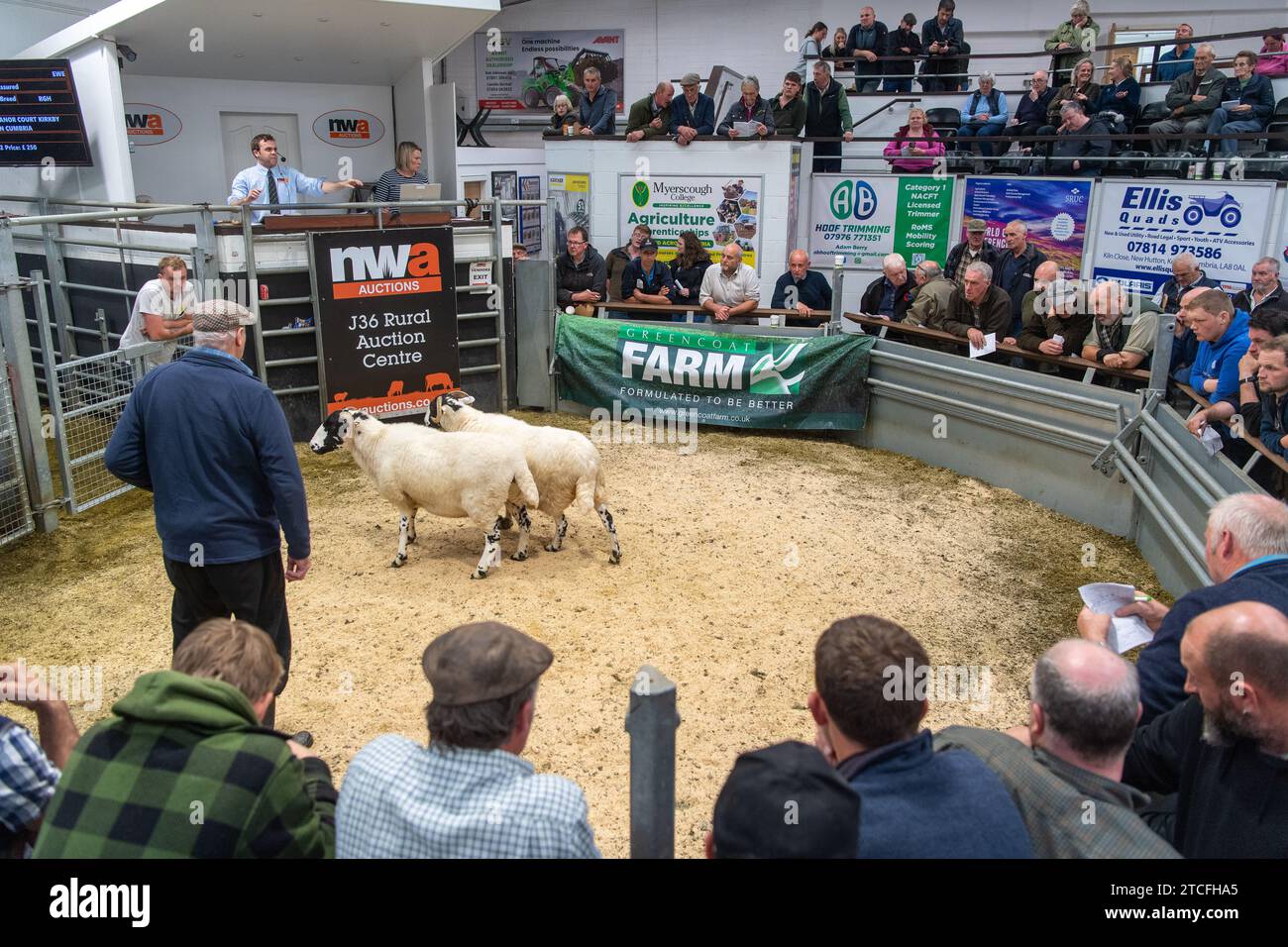 Sheep auction hi-res stock photography and images - Alamy