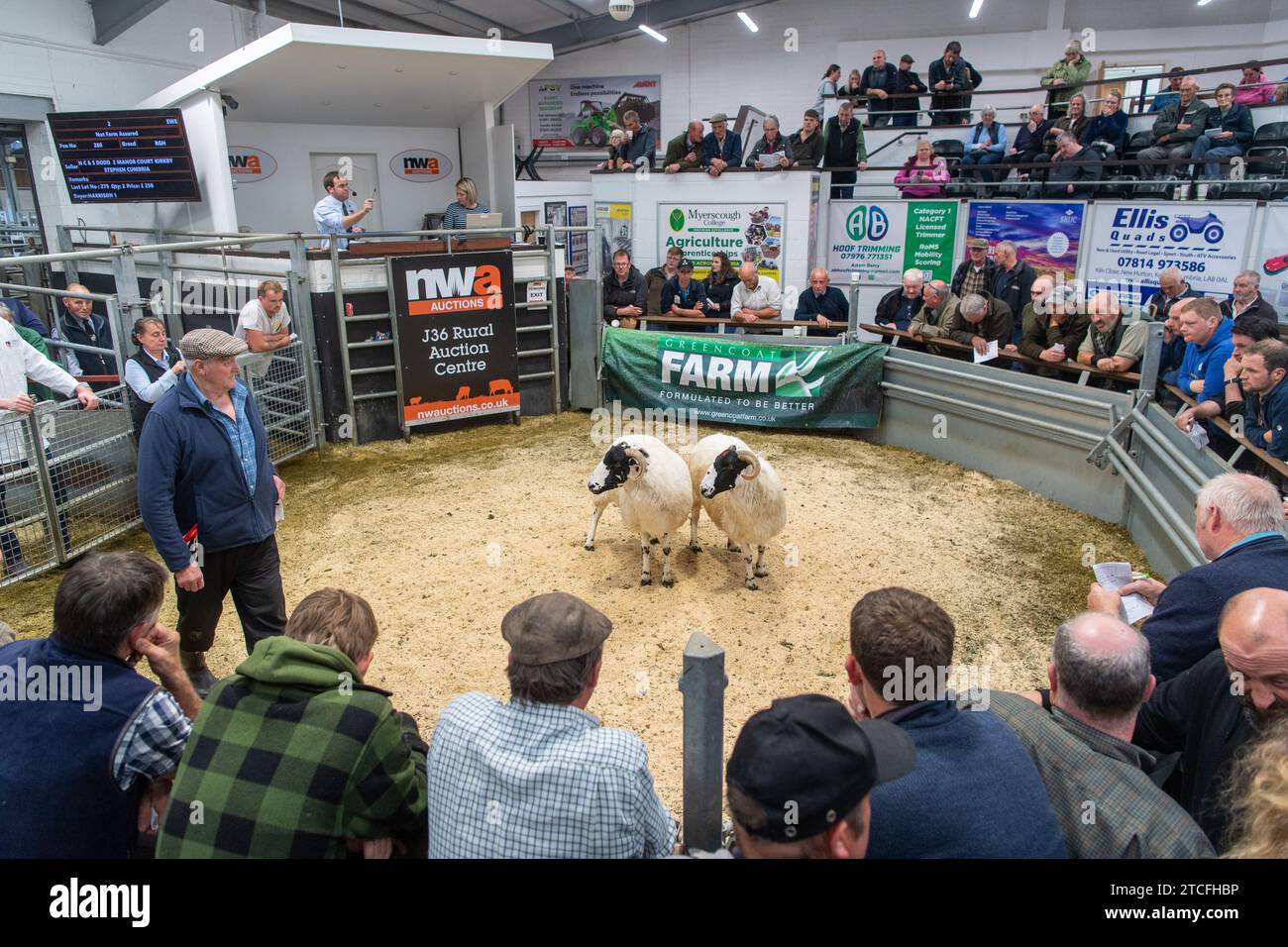 Sale of breeding hill ewes at Kendal Auction mart in Cumbria, UK Stock ...